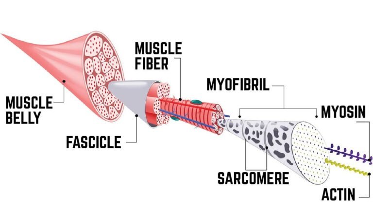 Understanding Muscle Growth - Express Fitness